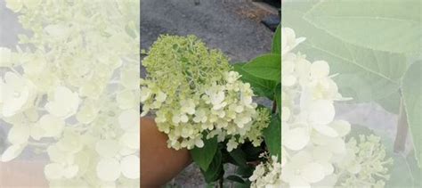 Саженцы гортензии купить в Белгороде | Товары для дома и дачи | Авито
