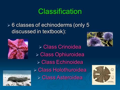 Class Holothuroidea Examples
