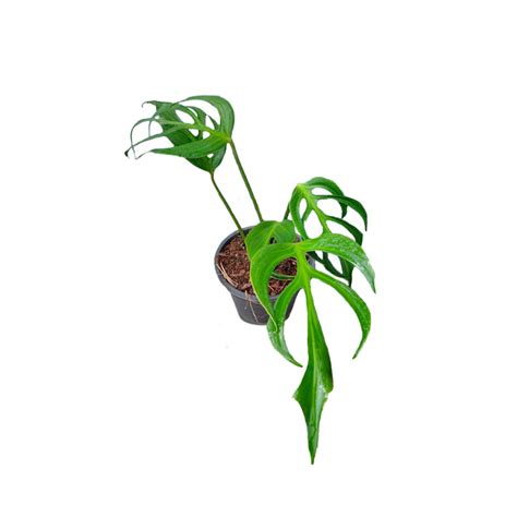 Monstera Burle Marx Flame M E Greenery Export