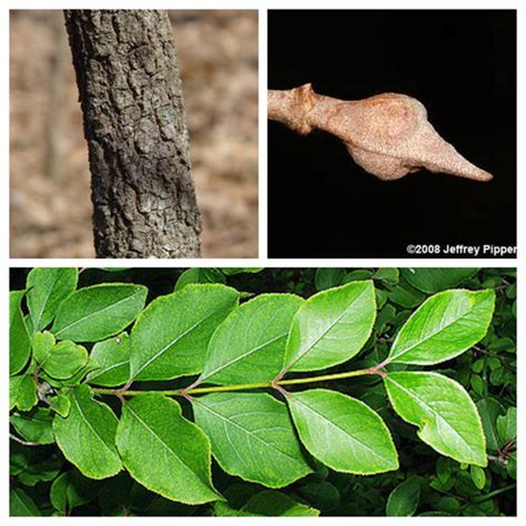 Lab Tree Species Identification Flashcards Quizlet