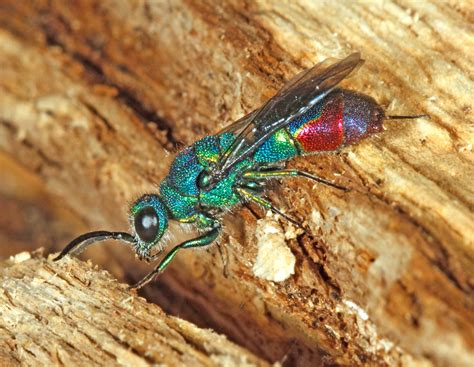 Bwars Bees Wasps And Ants Recording Society