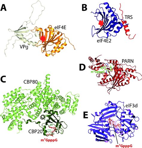 Structural Insights Into Cap Substitutions And Other Cap Binding Download Scientific Diagram