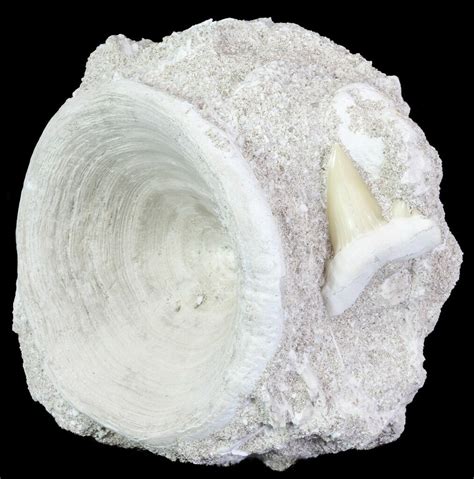 2 58 Fossil Shark Vertebrae With Associated Tooth Morocco 65205 For Sale