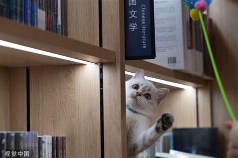 北京：领养退役种猫做“店员” 新华书店首家宠物主题书店亮相