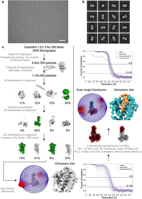 Cryoem Data Processing Workflow For Spnk1r Minigsq70 Heterotrimeric