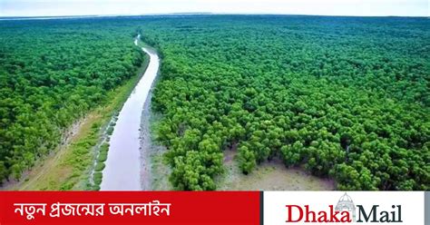 সুন্দরবনে ম্যানগ্রোভ বনায়ন নিয়ে নতুন পরিকল্পনা