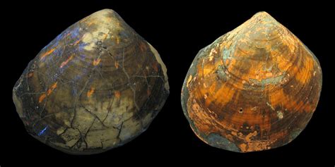 Glowing Fossils Fluorescent Color Patterns Found In 240 Million Year
