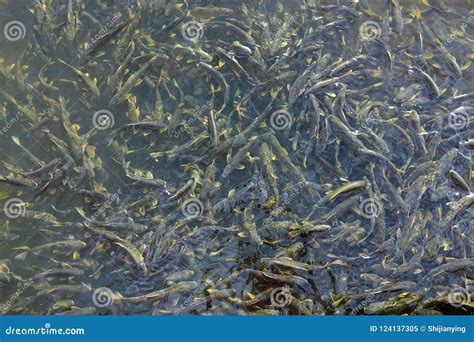 Naked Carp Stock Image Image Of Carp Wildlife Naked
