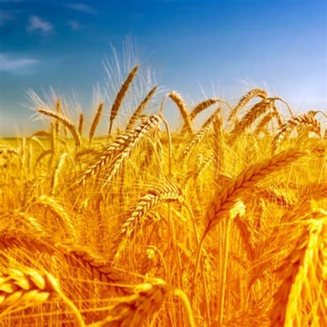 😭 Не витримала… У Чернівцях померла дружина Героя який загинув на фронті Двоє діток залишились