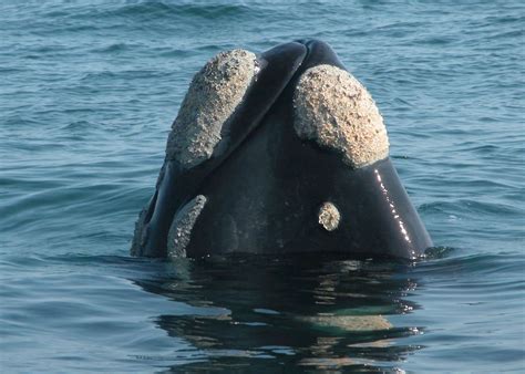 Visit Hermanus On A Trip To South Africa Audley Travel