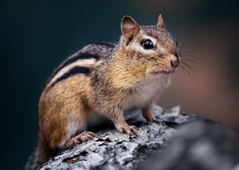 World Chipmunk Day March 22 Holiday Cute Chipmunk Rodent