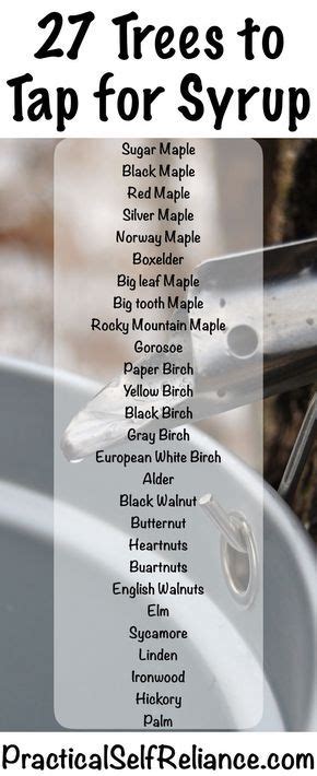27 Trees To Tap For Syrup Homesteading Wild Food Foraging Survival
