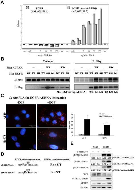 Characterization Of Interaction Between Aurka And Egfr A We Used