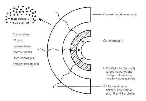 Streptococcus Pyogenes Virulence Factors • Microbe Online