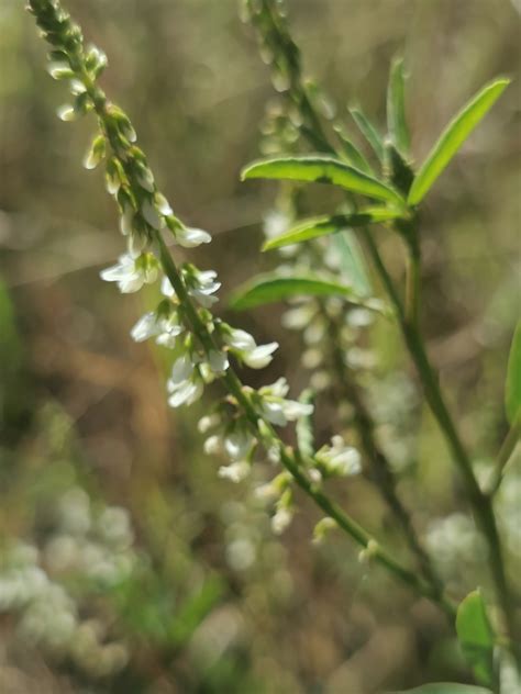 White Sweetclover From Samrand Business Park Centurion 0175 South Africa On April 30 2024 At