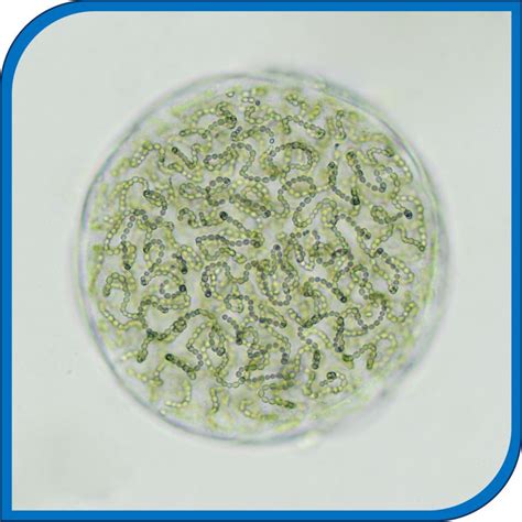 Microbeofthemonth Cyanobacteria Microbiology Microalgae Bccm Belgian Coordinated