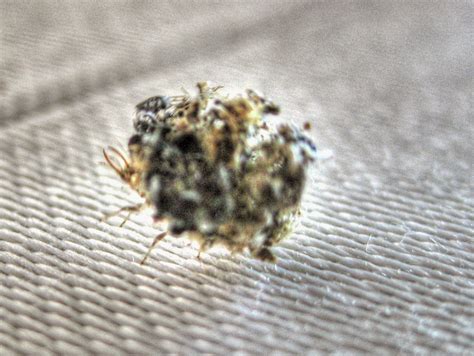 Backyard Birding And Nature Green Lacewing Larvae Or Trash Bug