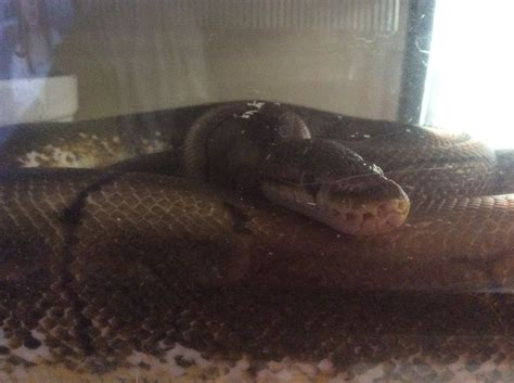 Smiley The Ball Python Spinner Fish Pet Pets Mammals