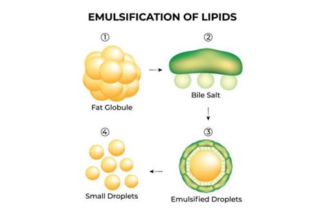 Emulsification Of Lipids Science Design Illustration Par Hamjaiu Creative Fabrica