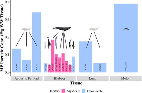 Raman Spectrometry Results Representing Number Of Microplastics Mp