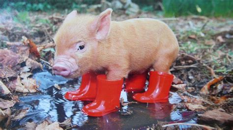 Шоу группа УЛЫБКА - 🐖ПОРОСЕНОК🐖 - YouTube