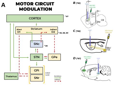 Photonics Free Full Text Optogenetics In Brain Research From A Strategy To Investigate