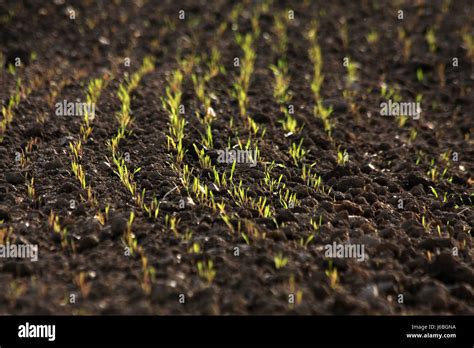How Do You Know When Grass Seed Has Germinated At Clarence Swingle Blog