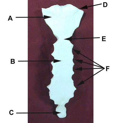 Sternum Labeling Module 2 Diagram Quizlet