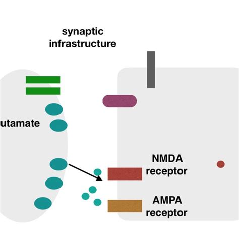 Schematic Representation Of The Main Elements Of Ltp Induction In A