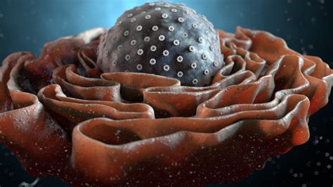 Bİg Fleas Have Small Fleas That Bİte Them On Theİr Backs Biologyismagic