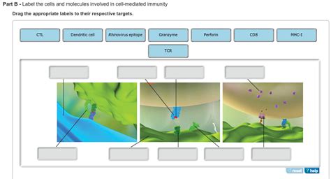 Correctly Sort The Steps Involved In Cell Mediated Immunity
