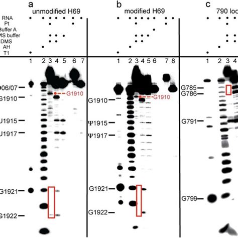 Dimethyl Sulfate Dms Probing Of H69 Using 5′ Labeled Rna Is Shown Download Scientific