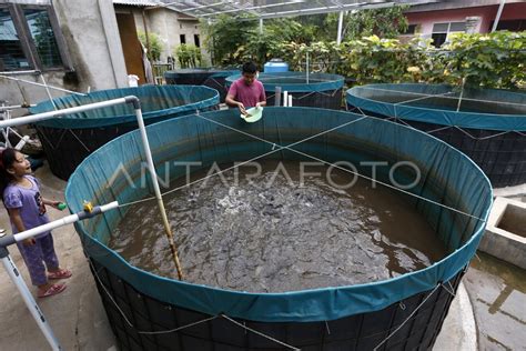 Budidaya Ikan Lele Sistem Bioflok Antara Foto