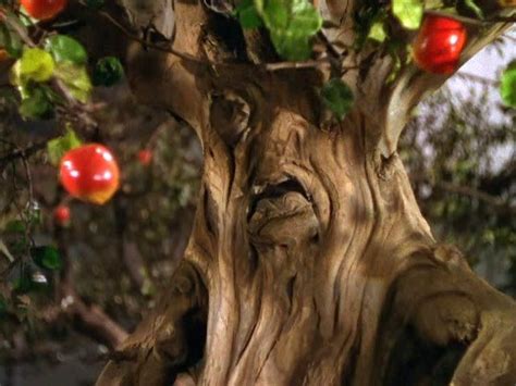 Wizard Of Oz Tree