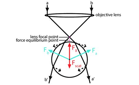 3 Sketch Of The Single Beam Gradient Force Trap The Interaction Of Download Scientific