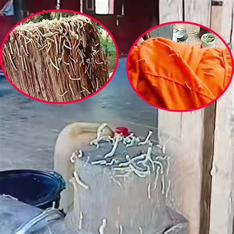 អូ យ យ៉ូ យ សែន ស្រ ណោះ អា ណិ ត កូនកម្លោះខ្លាំងមែនទែនពុកម៉ែបងប្អូន ចឹងបានថា អូ យ យ៉ូ យ សែន