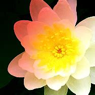 Breve Historia Del Sexo Brief History Of Sex By Beatrice Bantman Goodreads