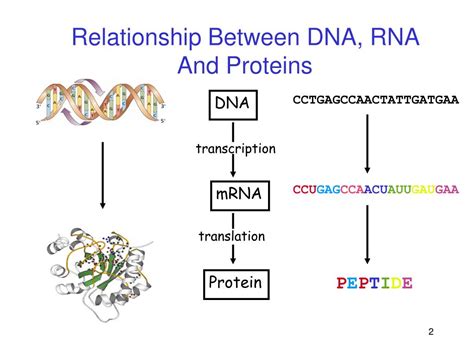 Ppt Hidden Markov Models In Computational Biology Powerpoint Presentation Id3073173