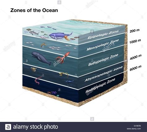 Aquatic Zones Are Called Biomes Artofit