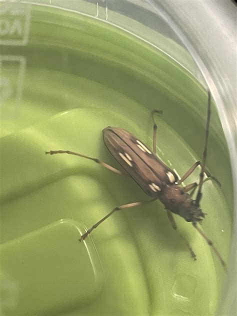 My Dad Possibly Got Stung R Whatsthisbug