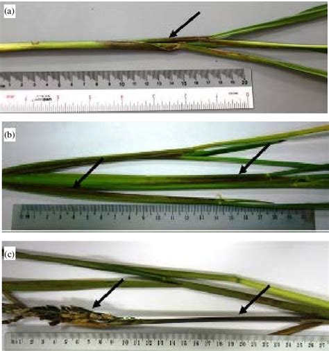 Figure 3 From Phenotypic Characterization And Molecular Identification Of Malaysian Pseudomonas
