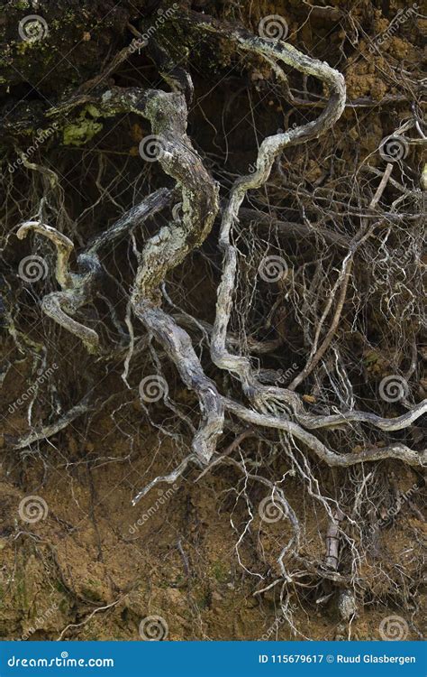 Naked Roots Thats All Their Is Stock Image Image Of Roods Soil