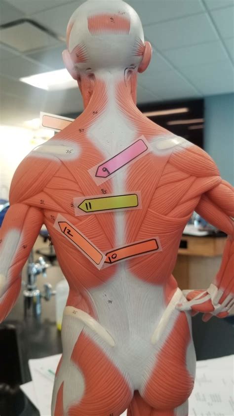 Mini Model Diagram Quizlet