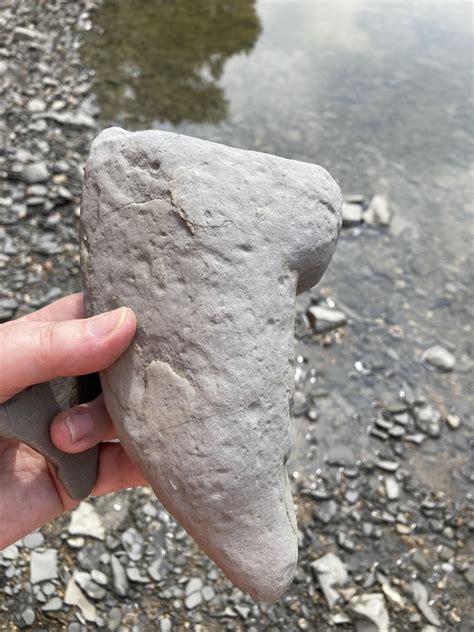 Please Settle A Question Fossil Or Regular Rock Rfossils Please Settle A Question Fossil Or Regular Rock Rfossils