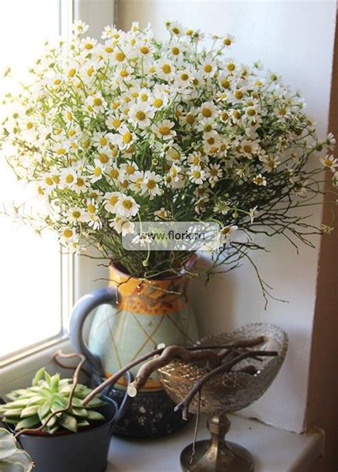 Букет из ромашек — заказать красивый и большой букет цветов ромашек от Flork