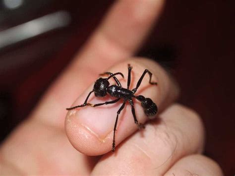 Biggest Ant In The World Picture