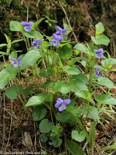 Viola Canina