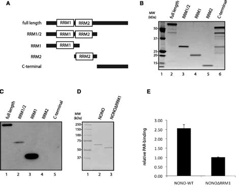 Nono Binds Par Through Its N Terminalrna Recognition Motif 1 Rrm1 Download Scientific