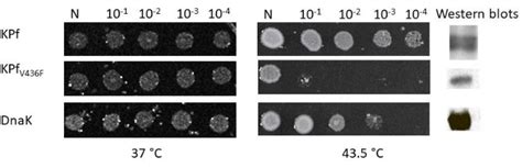 Video Author Spotlight Exploring Heat Shock Proteins In Malaria And