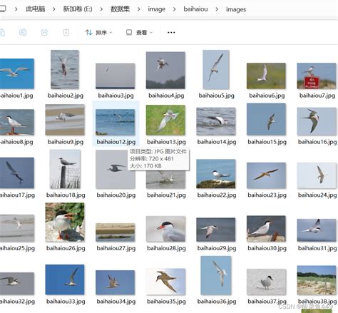 鸟类数据集（带标注文件txt、xml） 小目标鸟类数据集 csdn博客